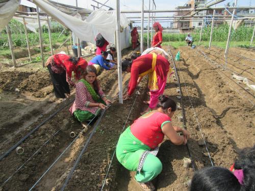Climate Resilient Sustainable Agriculture | ActionAid Nepal